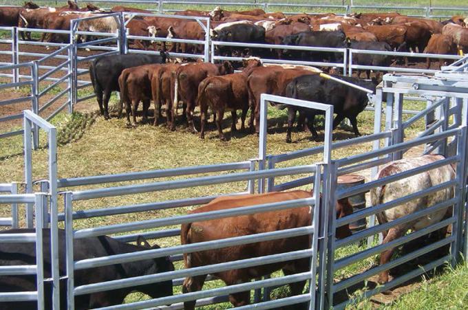 Goat Sheep Farm Corral Panels CE ISO PE Coated Stainless Steel ...